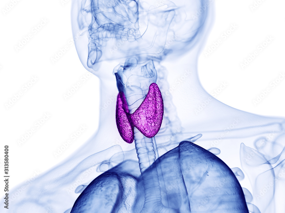 3d rendered medically accurate illustration of the thyroid gland Stock ...
