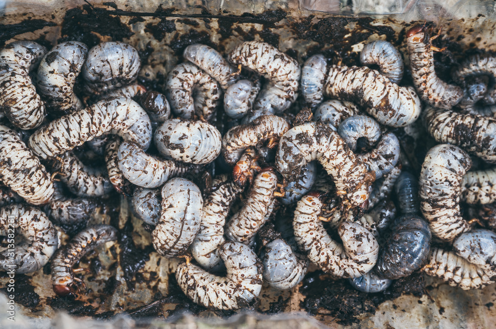 Beetles larvae, texture background of Beetles larvae Stock Photo ...