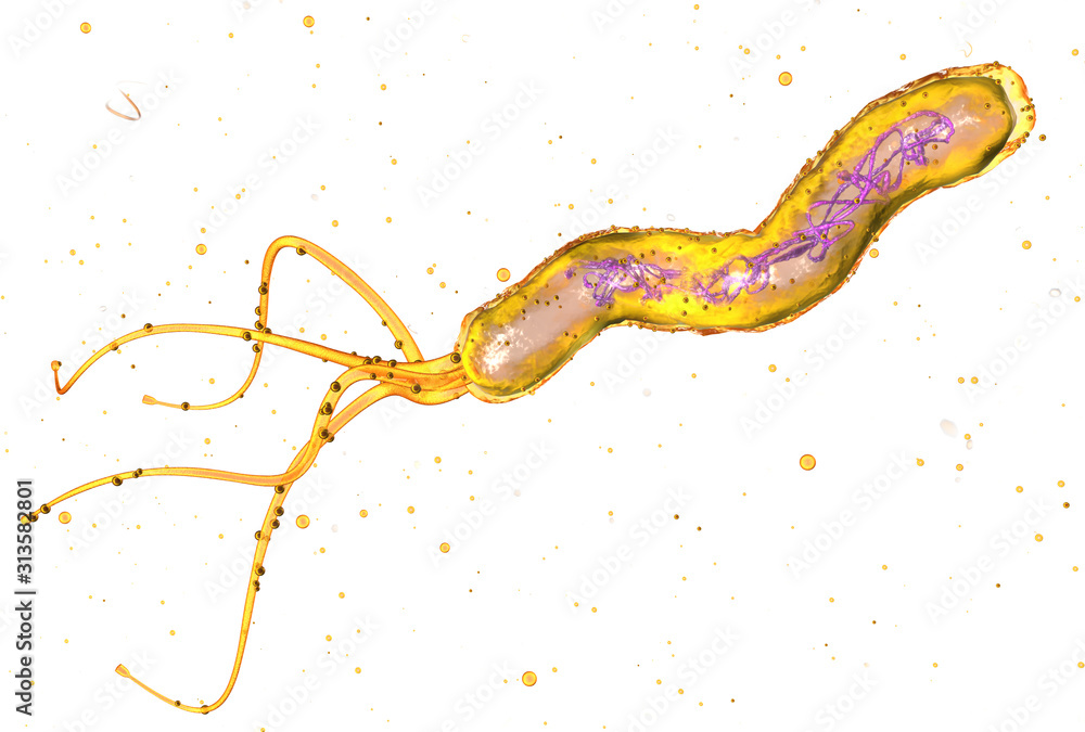 Photo & Art Print Helicobacter pylori bacterium, causing peptic ulcer ...
