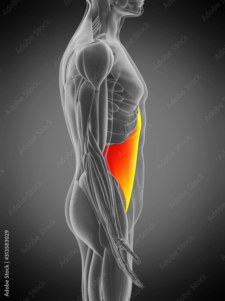 3d rendered medically accurate muscle anatomy illustration ...