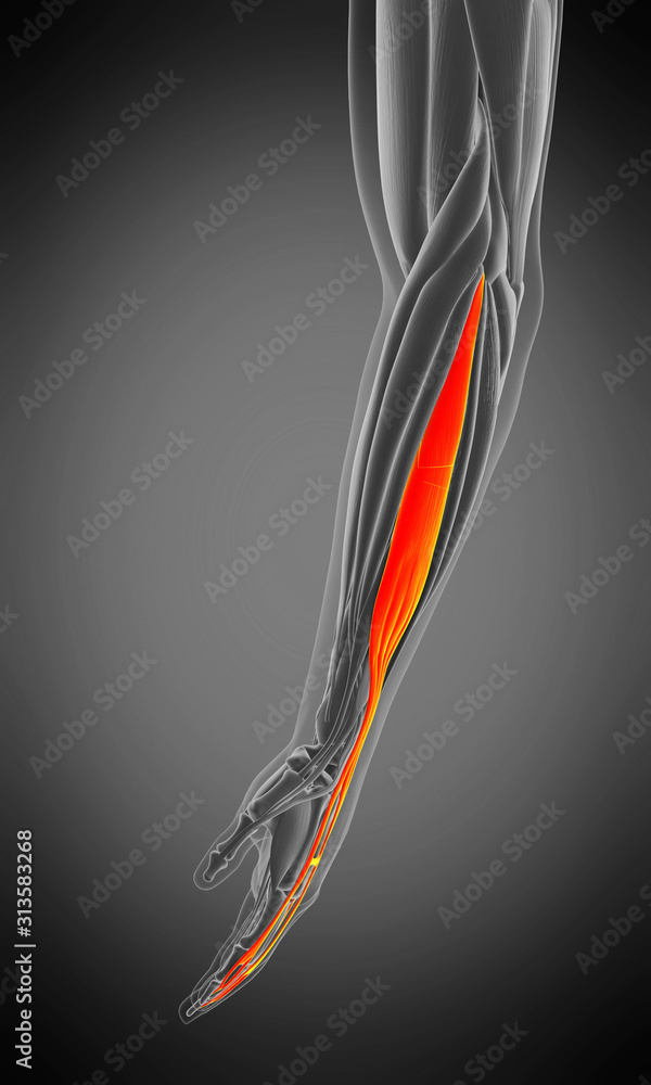 3d rendered medically accurate muscle anatomy illustration - extensor ...