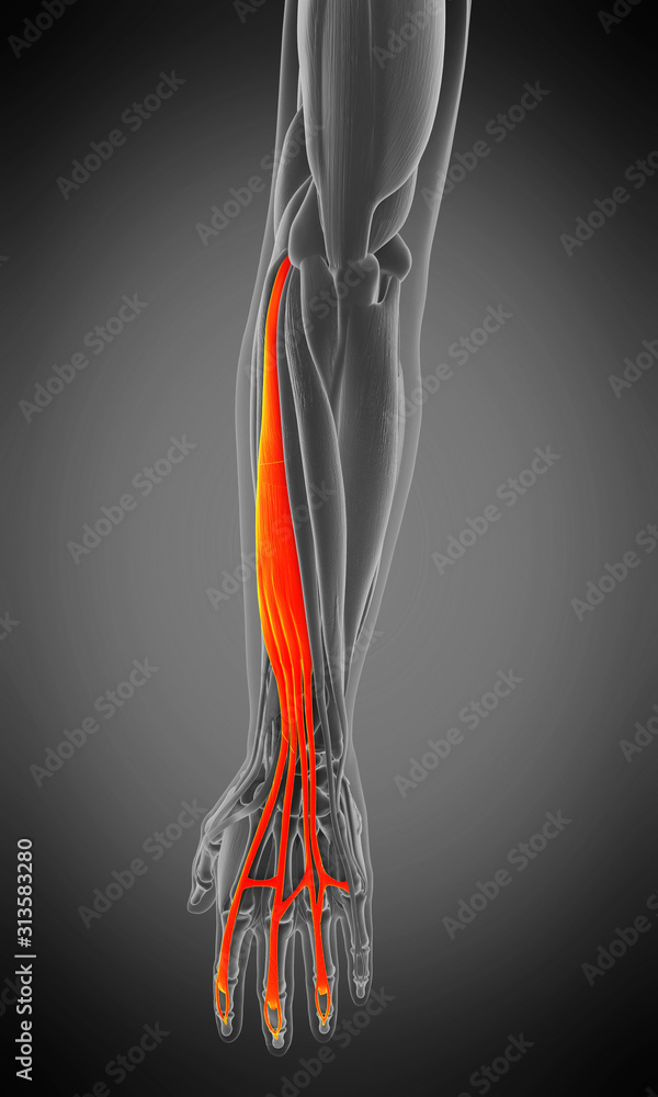 3d rendered medically accurate muscle anatomy illustration - extensor ...