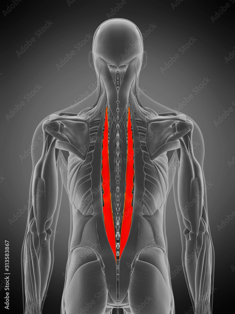 3d rendered medically accurate muscle anatomy illustration ...