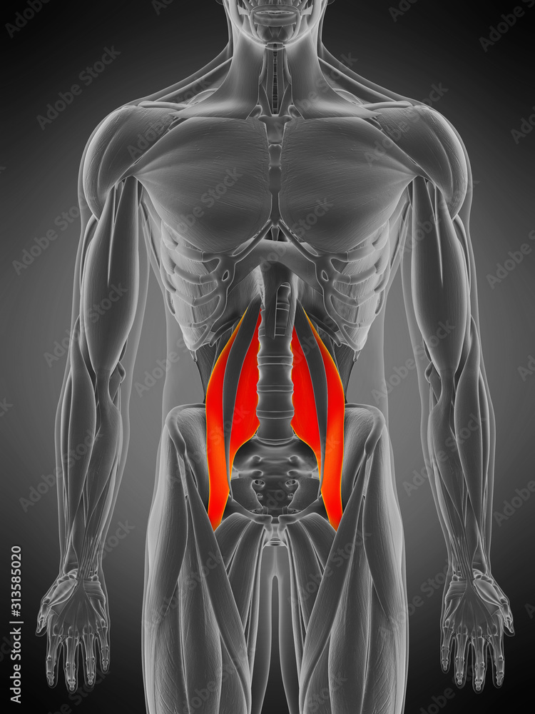 3d rendered medically accurate muscle anatomy illustration - psoas ...
