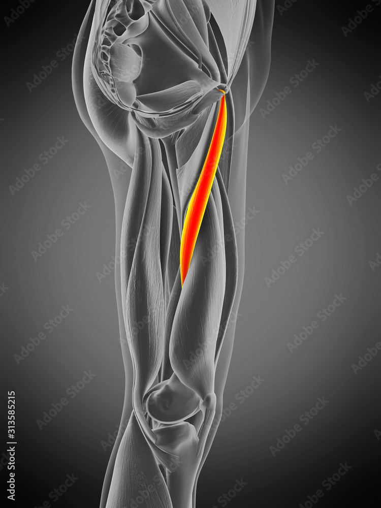 3d rendered medically accurate muscle anatomy illustration - adductor ...