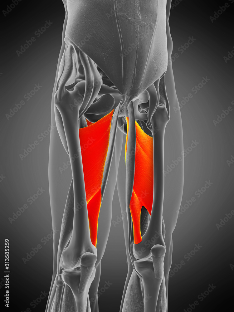3d rendered medically accurate muscle anatomy illustration - adductor ...