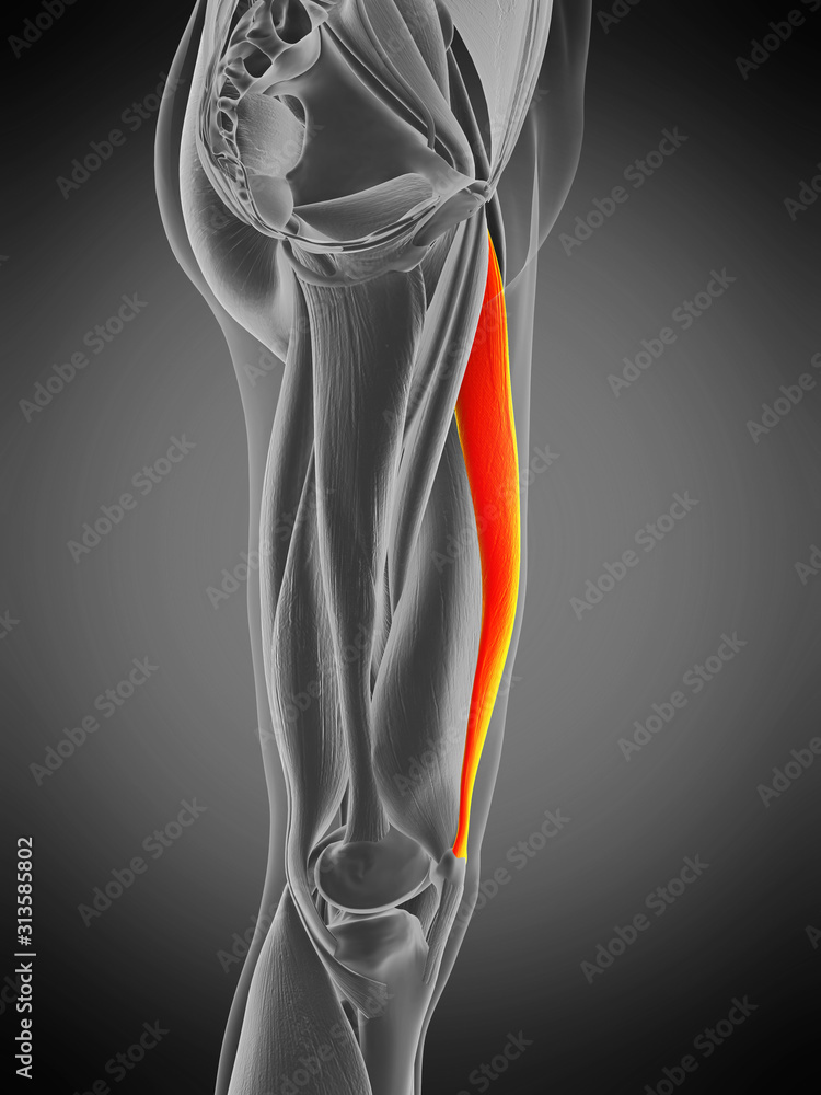 3d rendered medically accurate muscle anatomy illustration - rectus ...