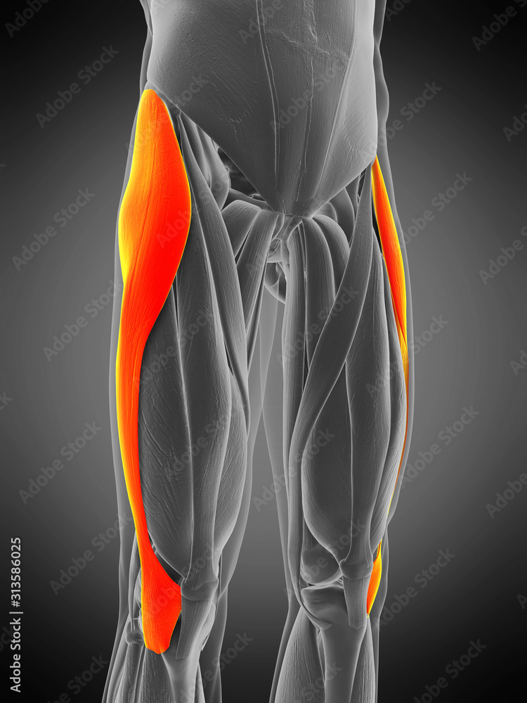 3d rendered medically accurate muscle anatomy illustration - tensor ...