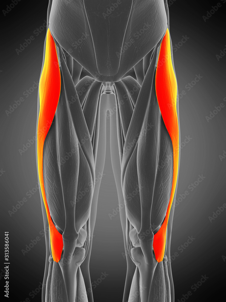 3d rendered medically accurate muscle anatomy illustration - tensor ...