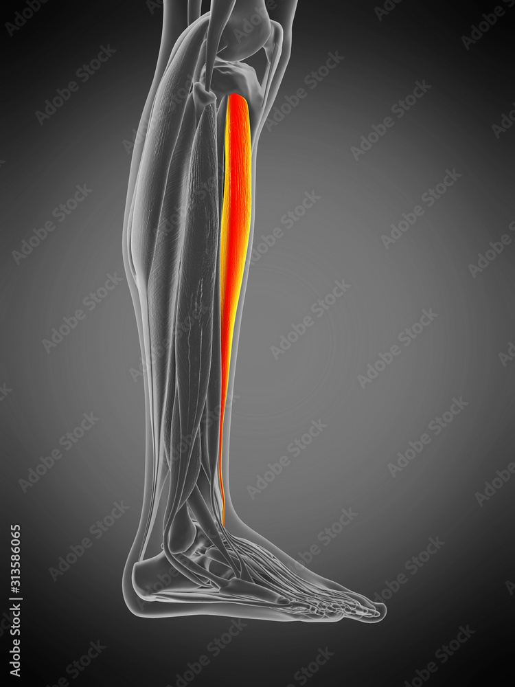 Tibialis Anterior Muscle Model