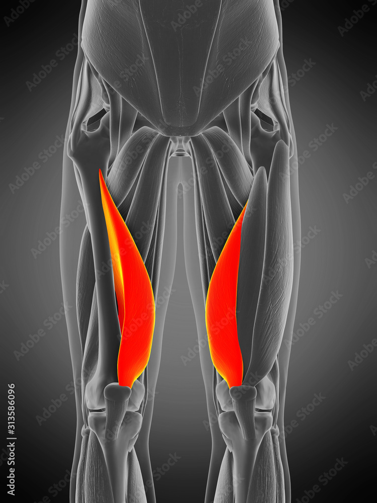 3d rendered medically accurate muscle anatomy illustration - vastus ...