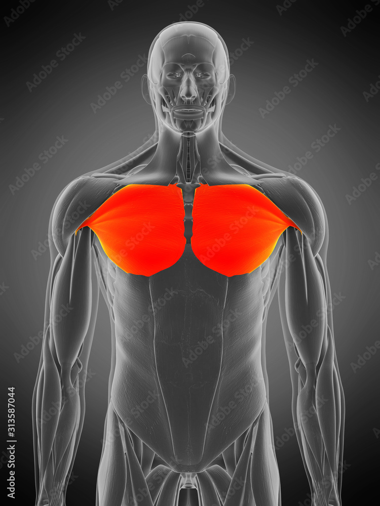 3d rendered medically accurate muscle anatomy illustration - pectoralis ...