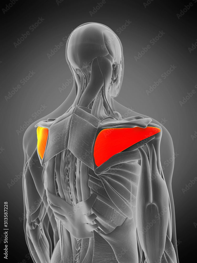 3d rendered medically accurate muscle anatomy illustration ...