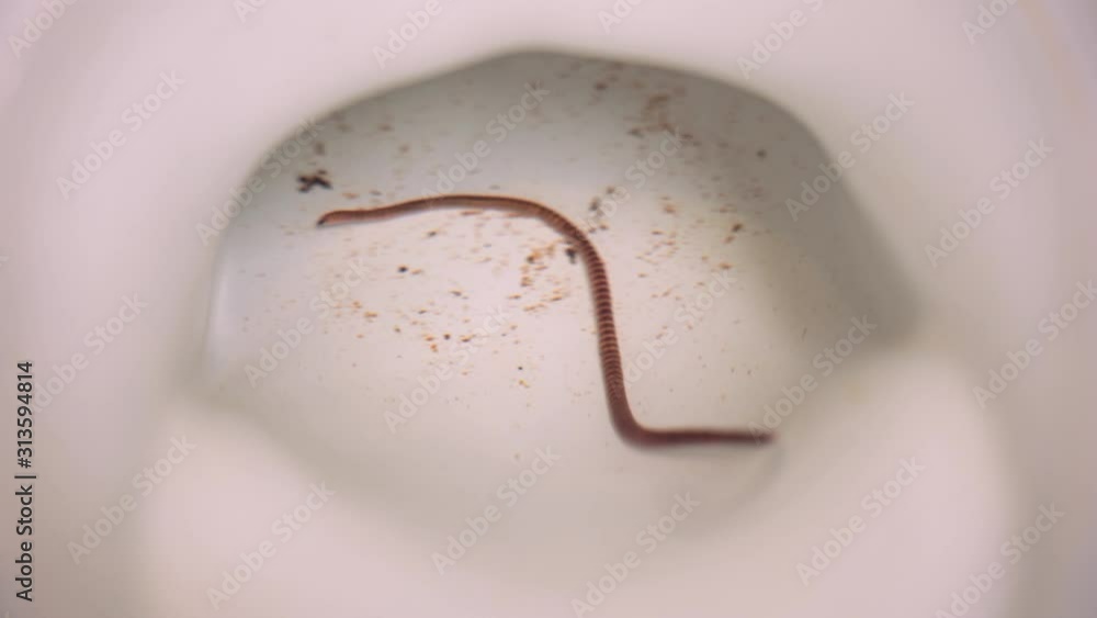 Worm In Toilet. Worm in my Toilet Water. Horrific Situation in 4k vídeo ...
