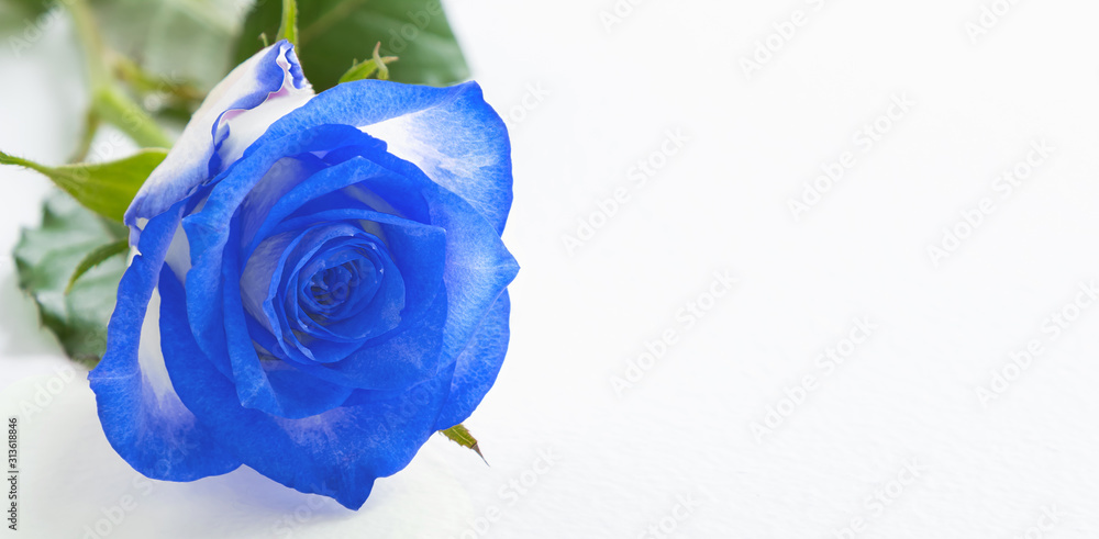 Blue rose isolated on white background. Banner. With copy space ...
