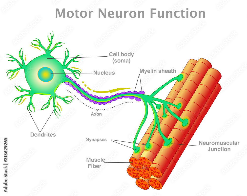 Vecteur Stock Motor neuron function. Transmission of the nerve signal ...