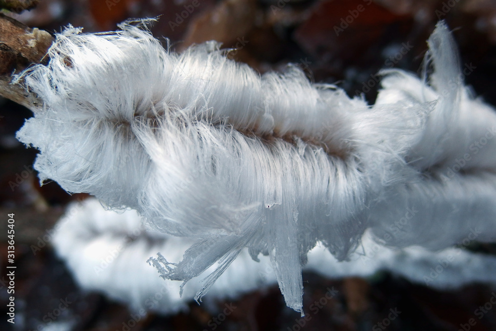 An unusual natural phenomenon - mysterious hair ice on wood looks like ...