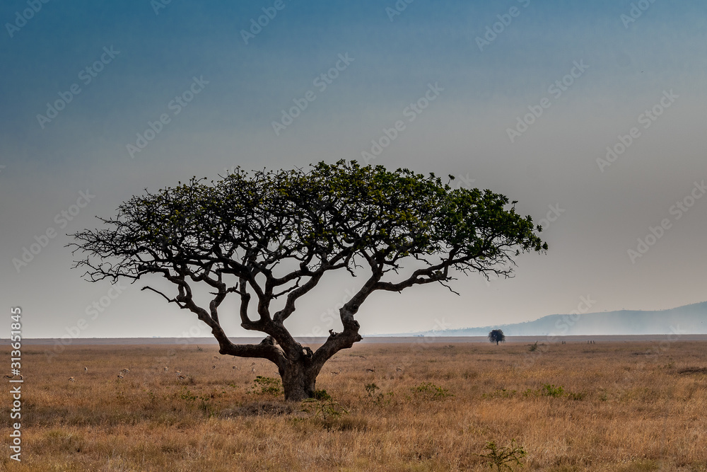Savane Afrique Stock Photo | Adobe Stock