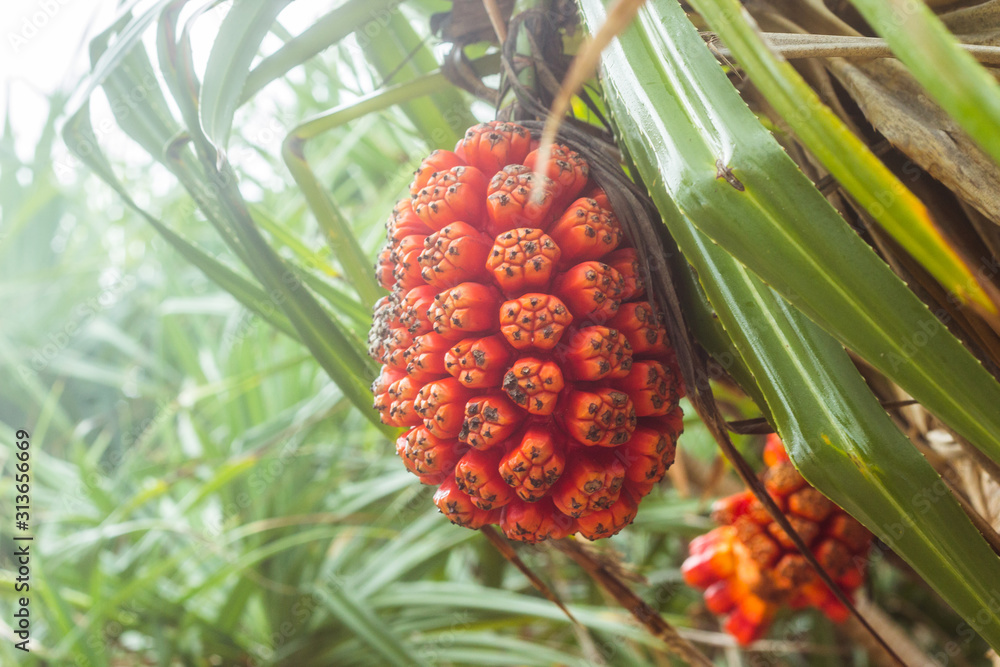 Beautiful tropical plant Pandanus tectorius at Thailand. Stock Photo ...