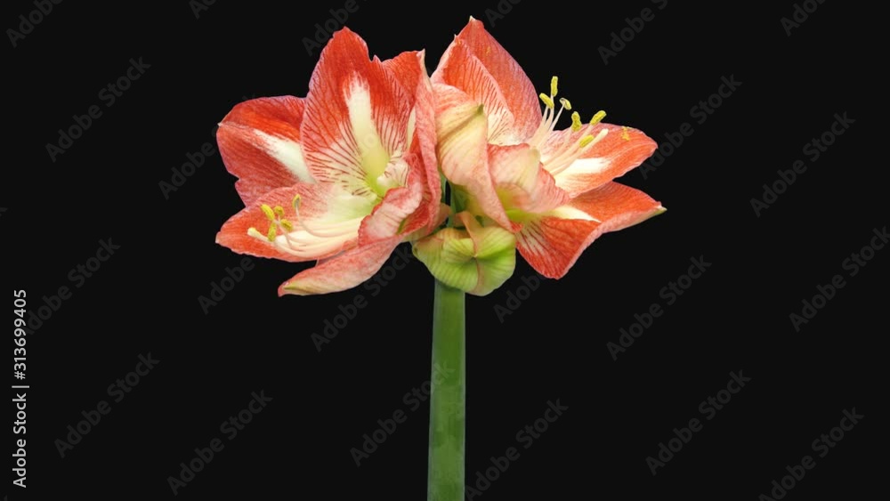 Time-lapse of opening Minerva amaryllis flower 4d4 in 4K PNG+ format ...