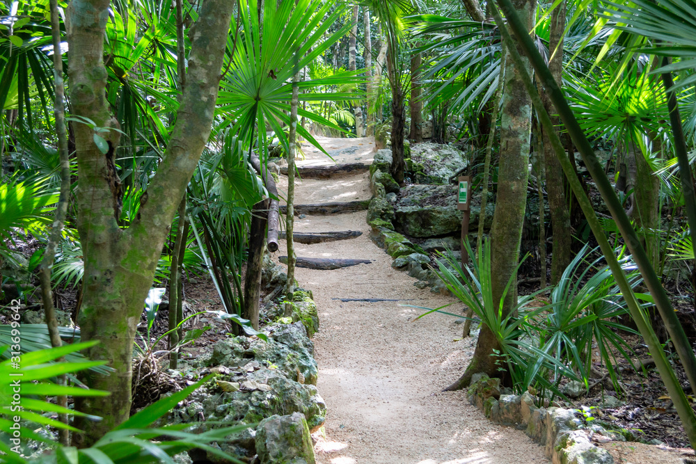 Tropical rainforest, jungle and a walkway leading to nowhere Stock ...
