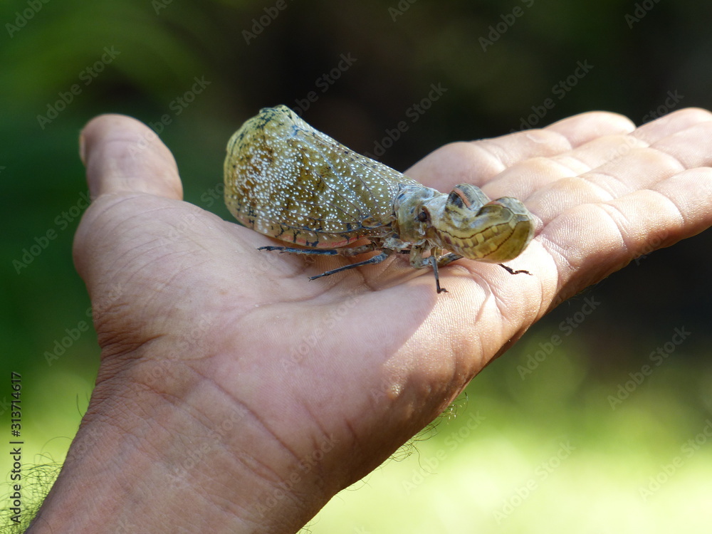 The fulgorid genus Fulgora contains several large Central and South ...