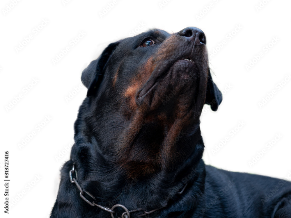 Rottweiler dogs that are fierce but cute and like to take pictures ...