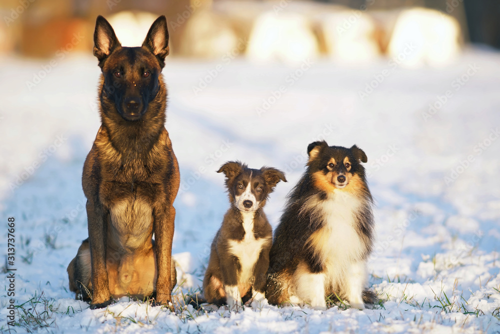 Cute blue and white Border Collie puppy posing on a snow sitting ...