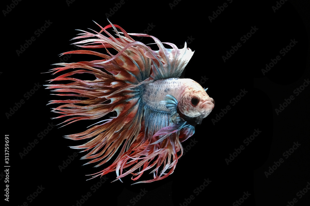 White Crowntail Betta
