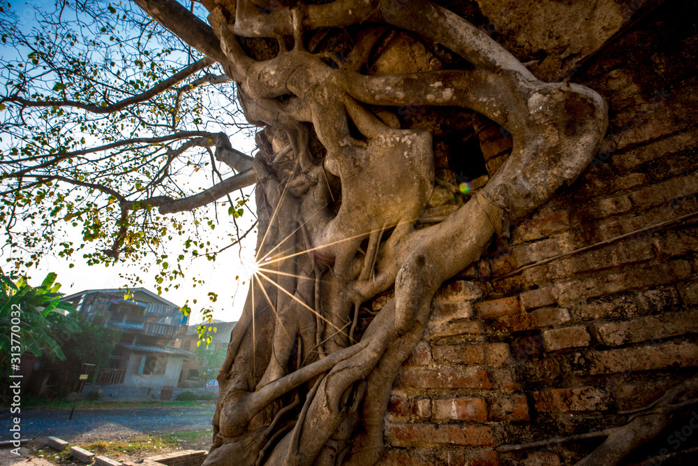 background of big trees that rise inside the archaeological site(Wat ...