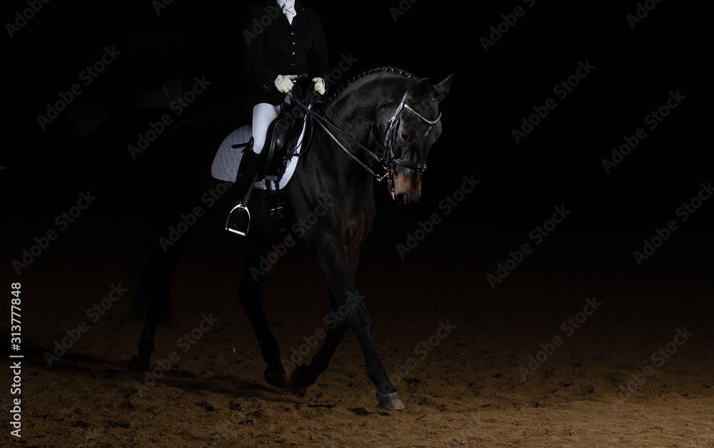 Dressage horse with rider trotting (floating phase) photographed from ...