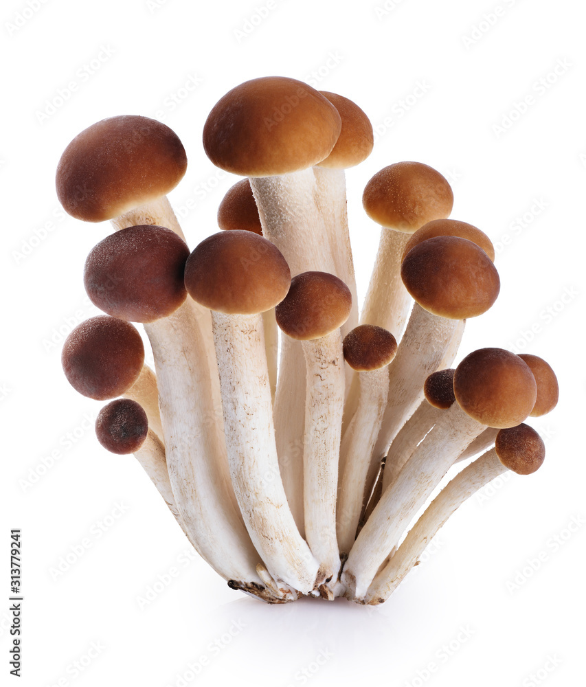 Honey mushrooms (fungi) isolated on white background. Stock Photo ...