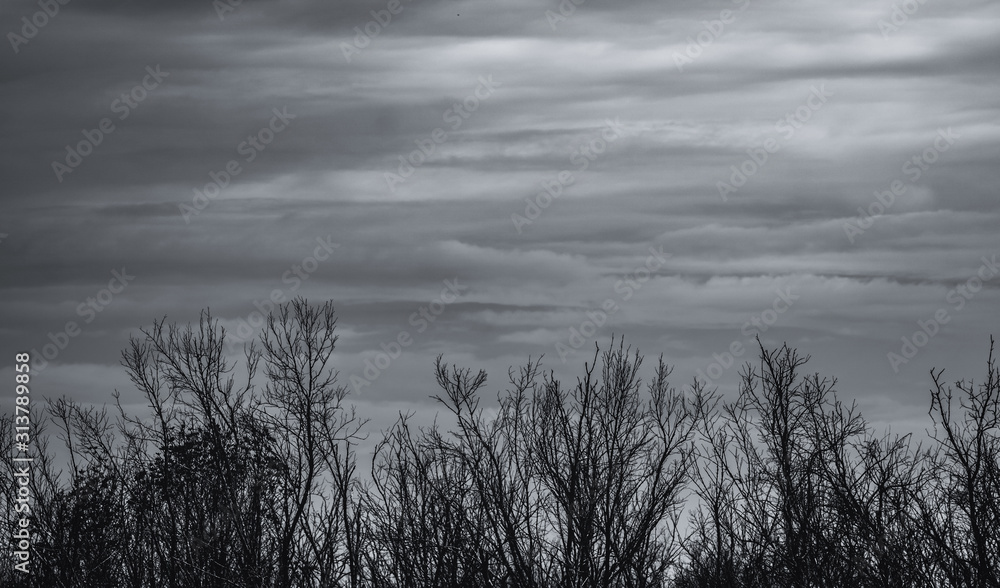 Silhouette dead tree on dark sky and gray clouds background for sad ...