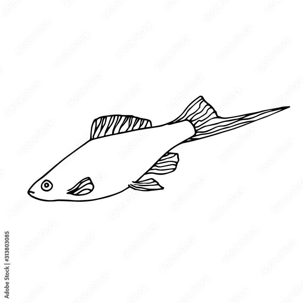 swimming decorative aquarium fish, swordtail with a tail and a fin ...