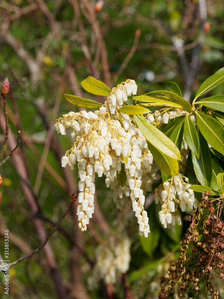(Pieris japonica) Japanese andromeda, a sumptuous shrub with white ...