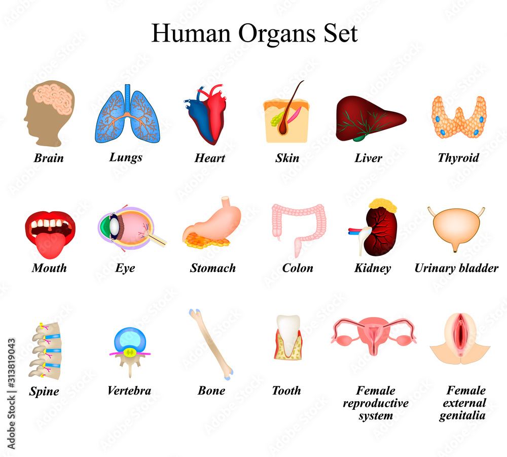 A set of human organs. Brain, Heart, Lungs, Spine, Liver, Skin, Stomach ...