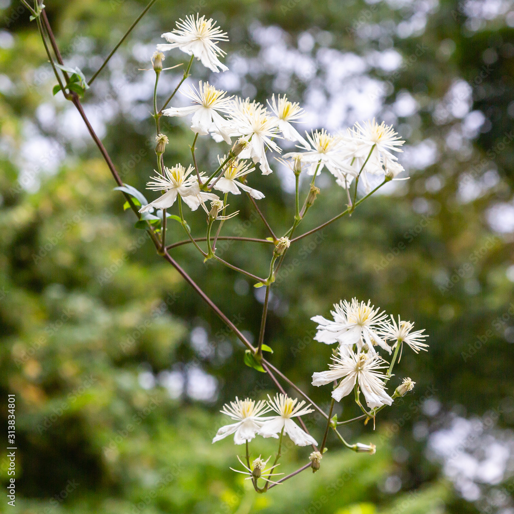 White flower of clematis recta in garden. Blooming Liana in the garden ...