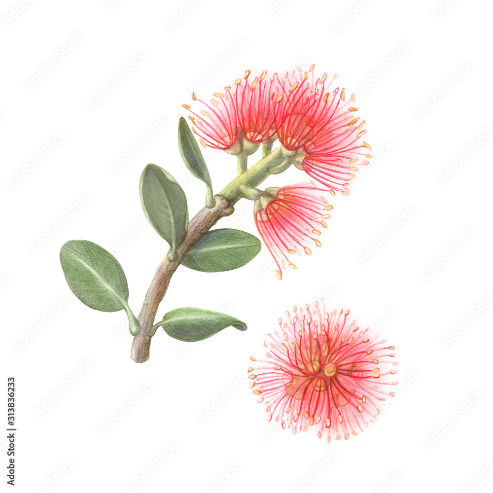 Pohutukawa or New Zealand Christmas Tree Pencil Drawing Isolated on ...