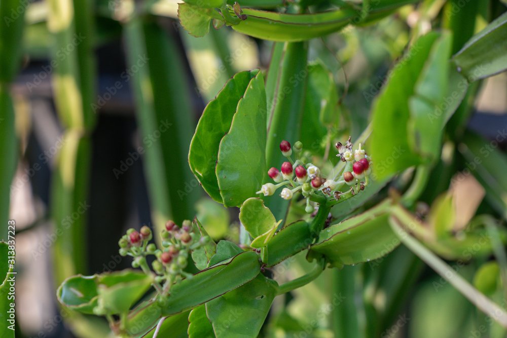 Close up Cissus quadrangularis herb plant.Commonly known as Veldt grape ...