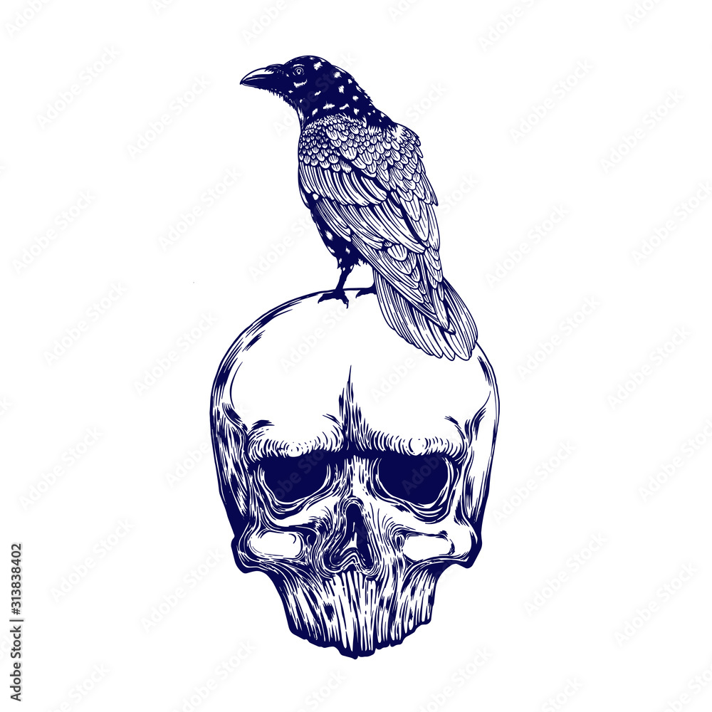 Crow on skull isolated on white. Hand drawn vector art. Sketch vector ...