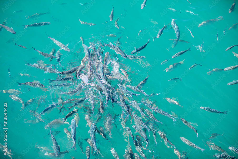Shoals Of Fish