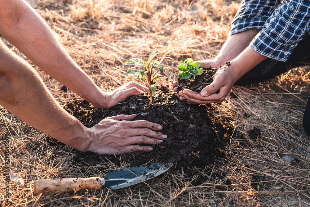 Environment earth day, Hands of two man helping were planting the ...