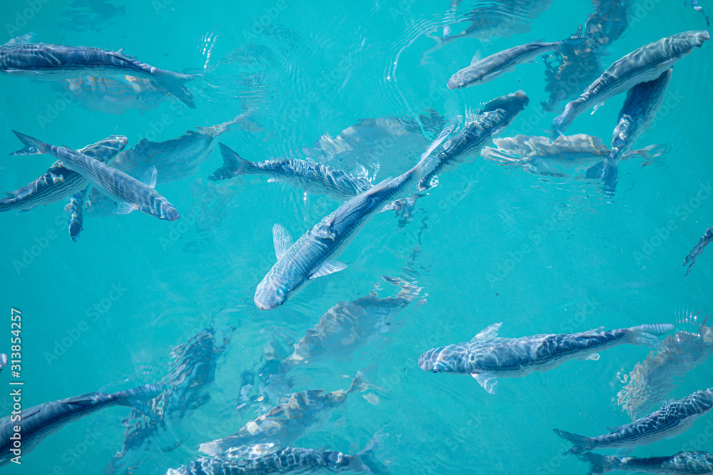 Shoal of fish in seawater, many sea fishes top view, fry in the sea ...