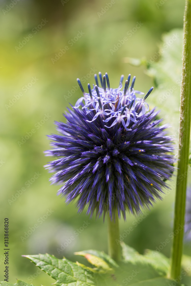 Purple Globe Thistle