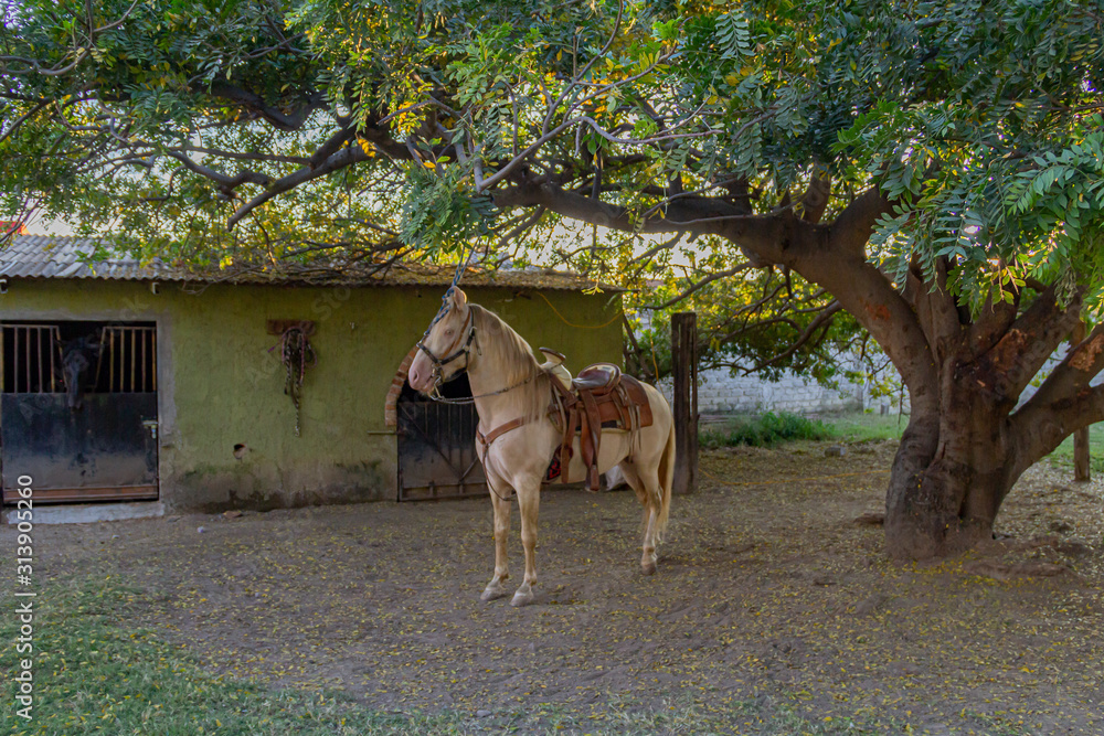 Caballo amarrado bajo un árbol en granja Stock Photo | Adobe Stock