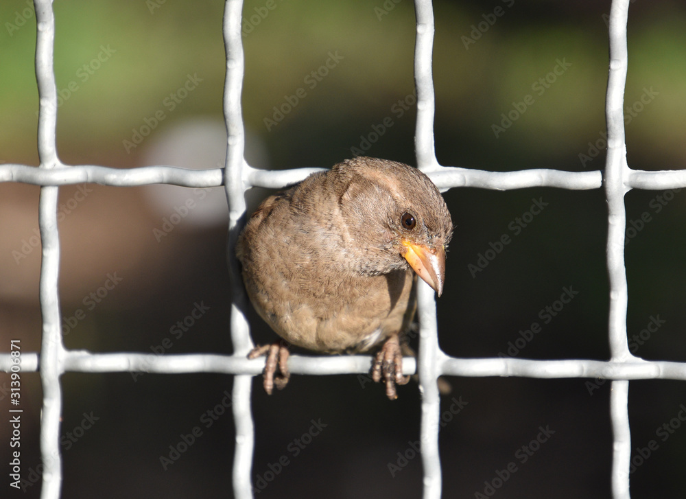 Small city sparrow in a mesh cell of a fence Stock Photo | Adobe Stock