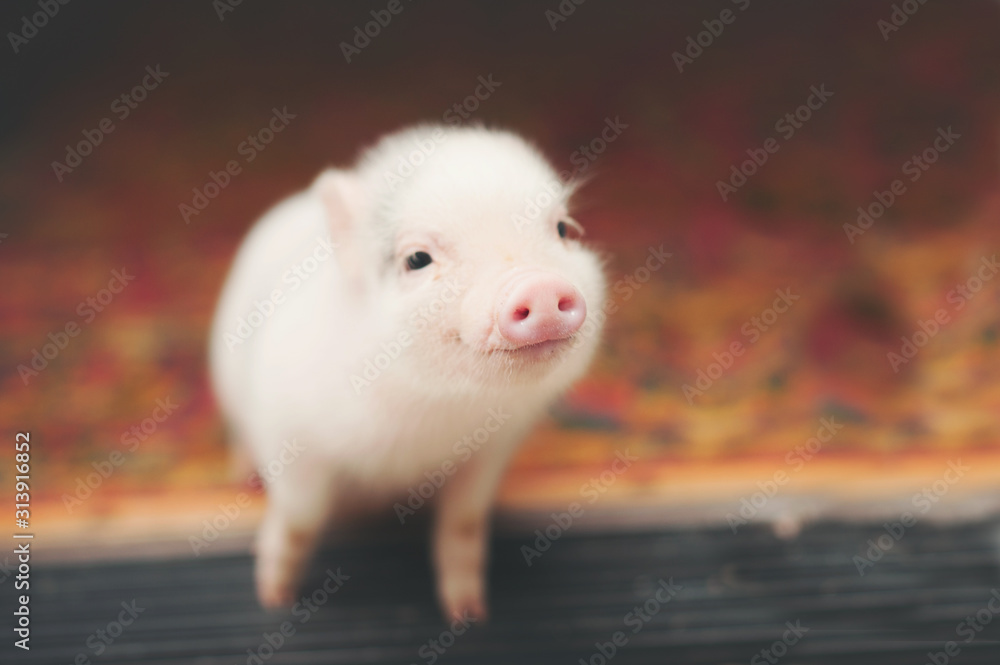 pig smiling on a doorstep Stock Photo | Adobe Stock