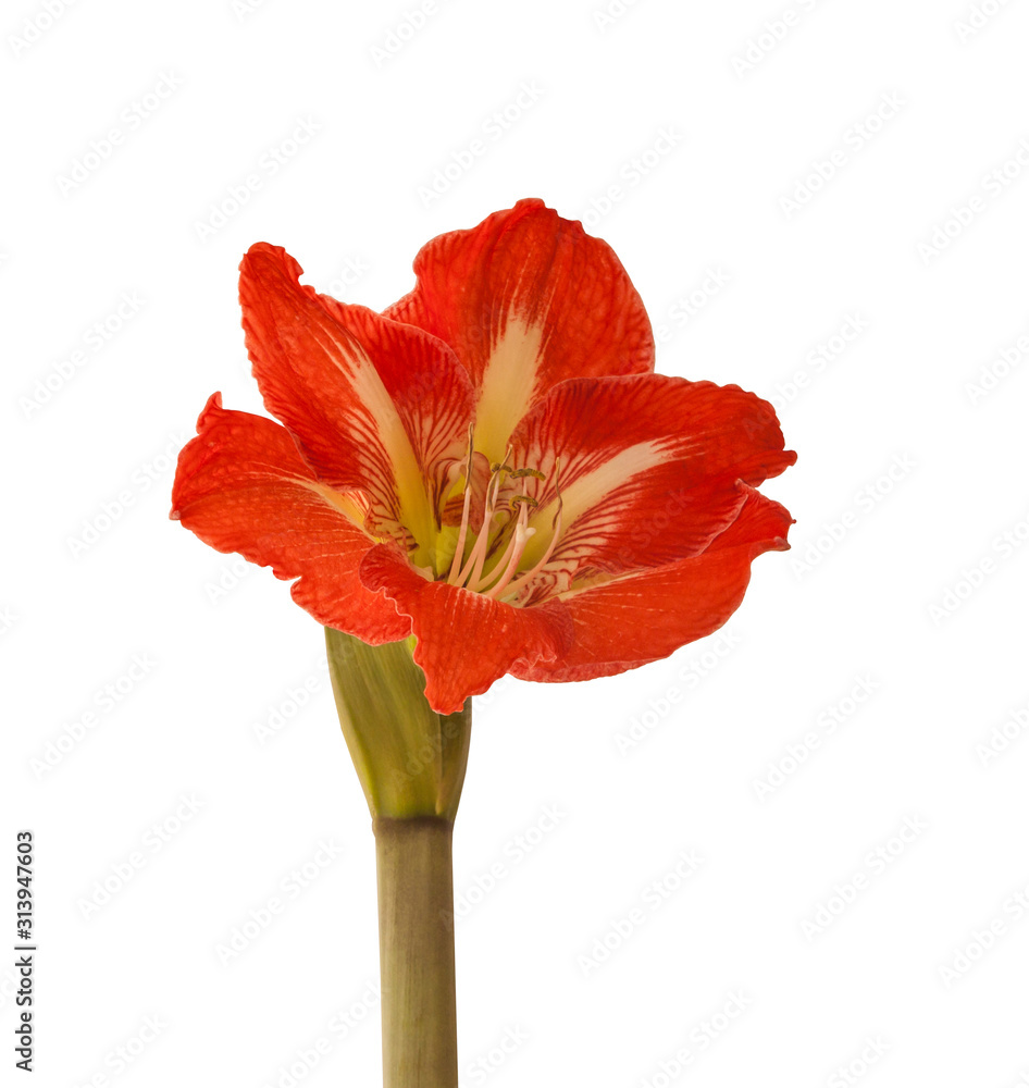Bloom Amaryllis Hippeastrum "Minerva" on white background isolated ...