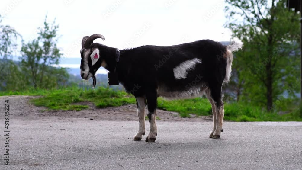 Mountain goat in Floyen mountain in Bergen. Norwegian traditional ...