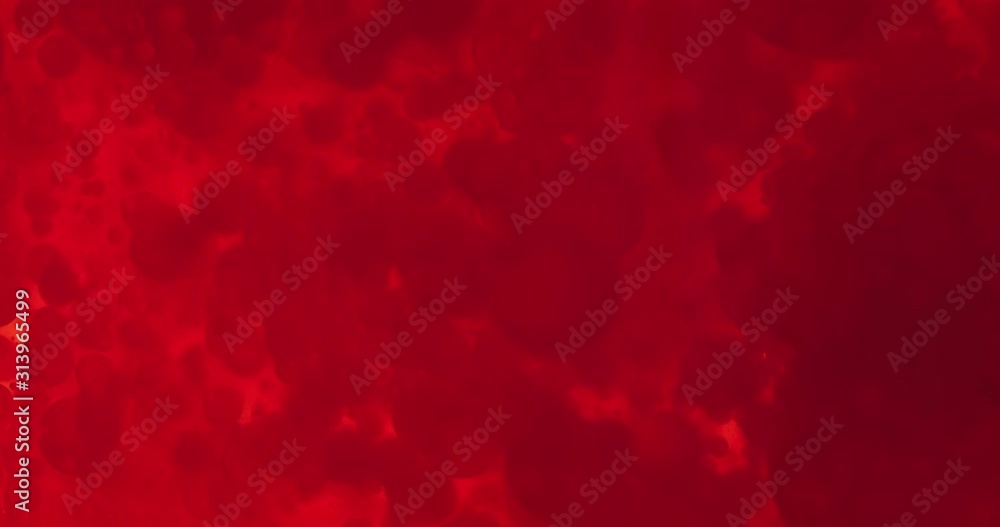 Small red blood cells in fluid Stock Video | Adobe Stock